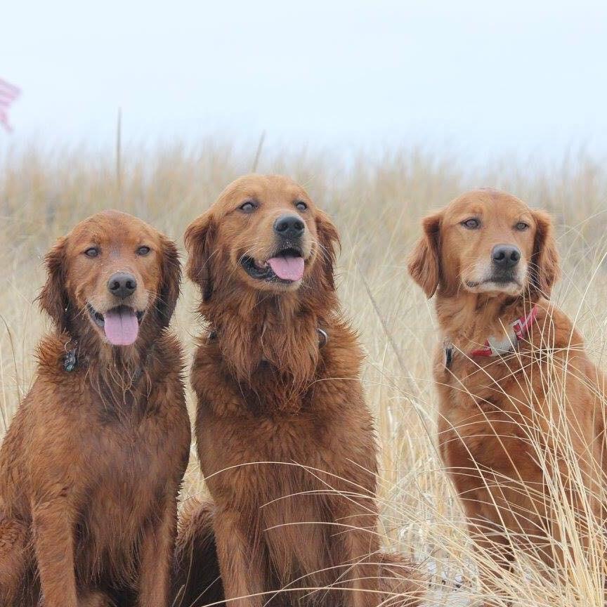 SwiftRiver Goldens in Maine | Golden Retriever puppies | Good Dog