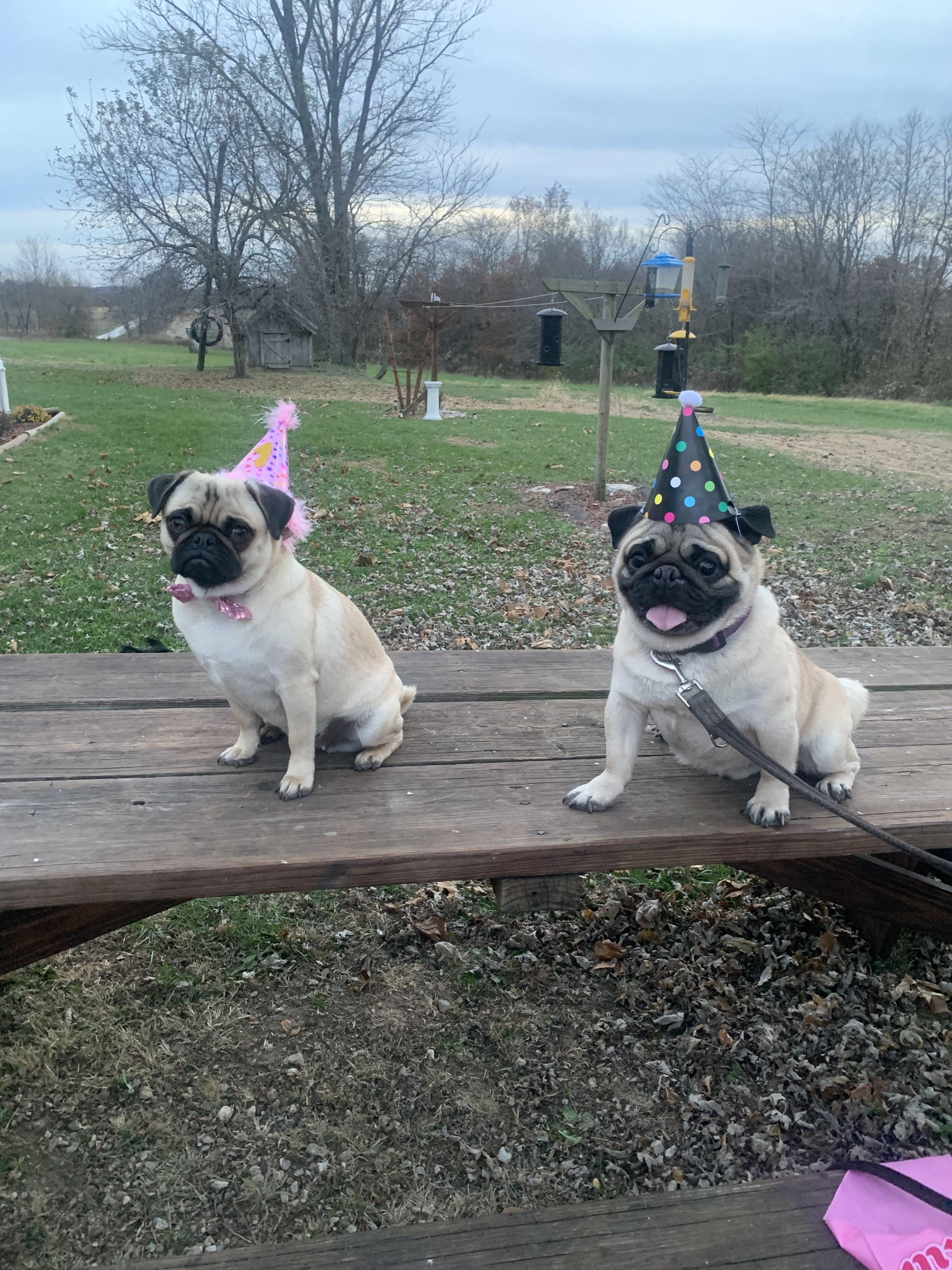 Cameo's Pugs in Illinois | Pug puppies | Good Dog