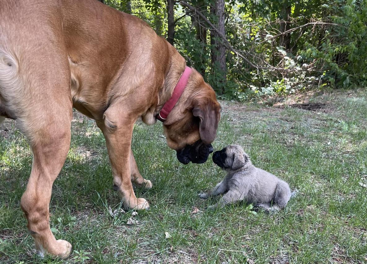 Whiskey Bain Mastiffs in Wisconsin | Mastiff puppies | Good Dog