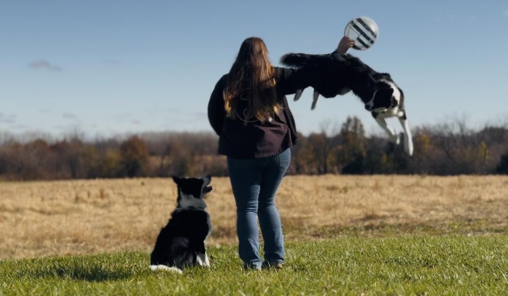 MOR. Caliber Border Collies in Missouri | Border Collie puppies | Good Dog