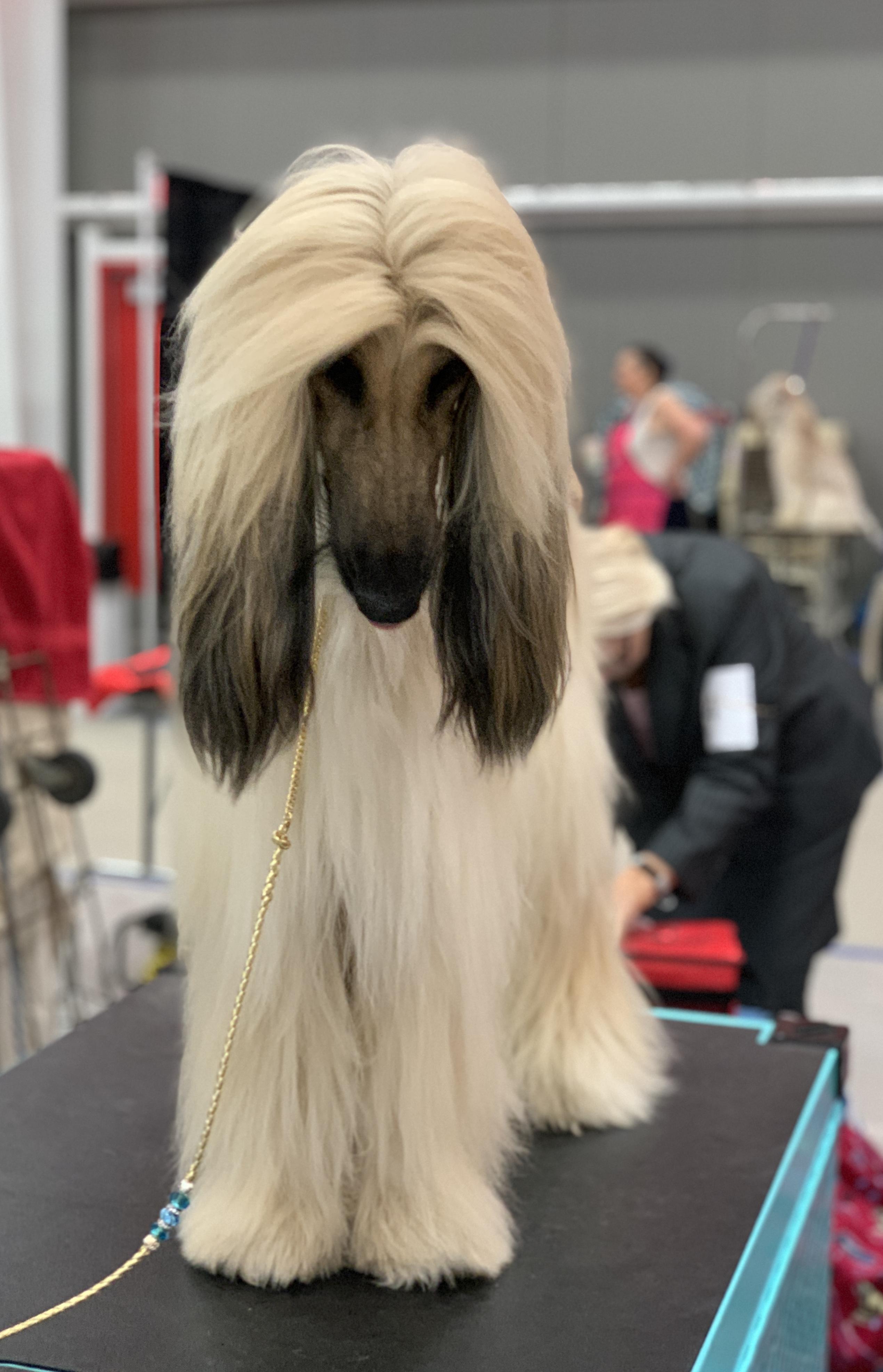 Swanah in Kansas | Afghan Hound puppies | Good Dog