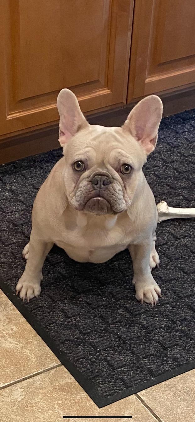 Jk Frenchies in California | French Bulldog puppies | Good Dog