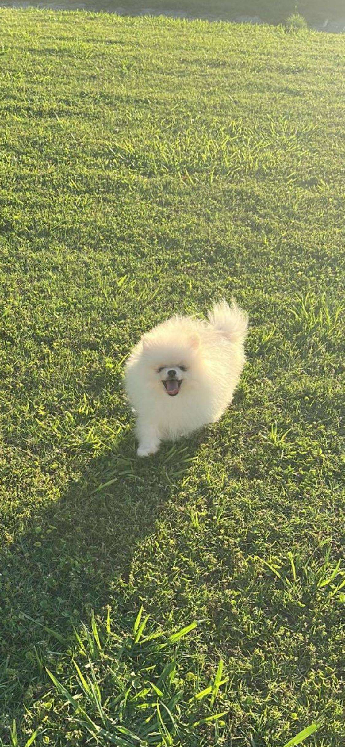 A Sample Of Gods Love Kennels in Alabama | Pomeranian puppies | Good Dog
