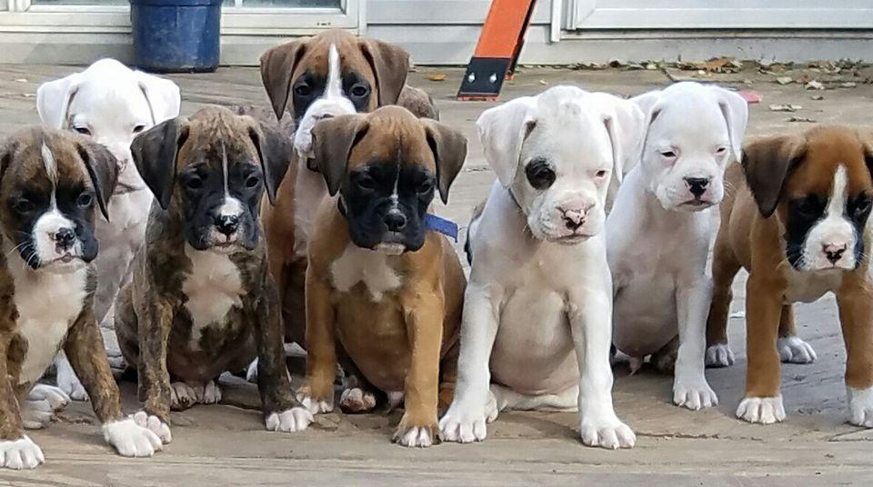 Renee & Wesley's Boxer Puppies in Montana | Boxer puppies | Good Dog