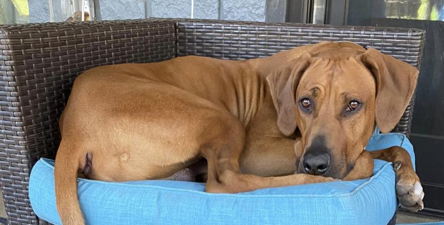 RR Ridgebacks in Oklahoma | Rhodesian Ridgeback puppies | Good Dog