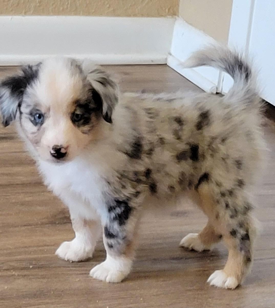 Connie's American Eskimo Dogs and Mini Australian Shepherd Dogs in ...