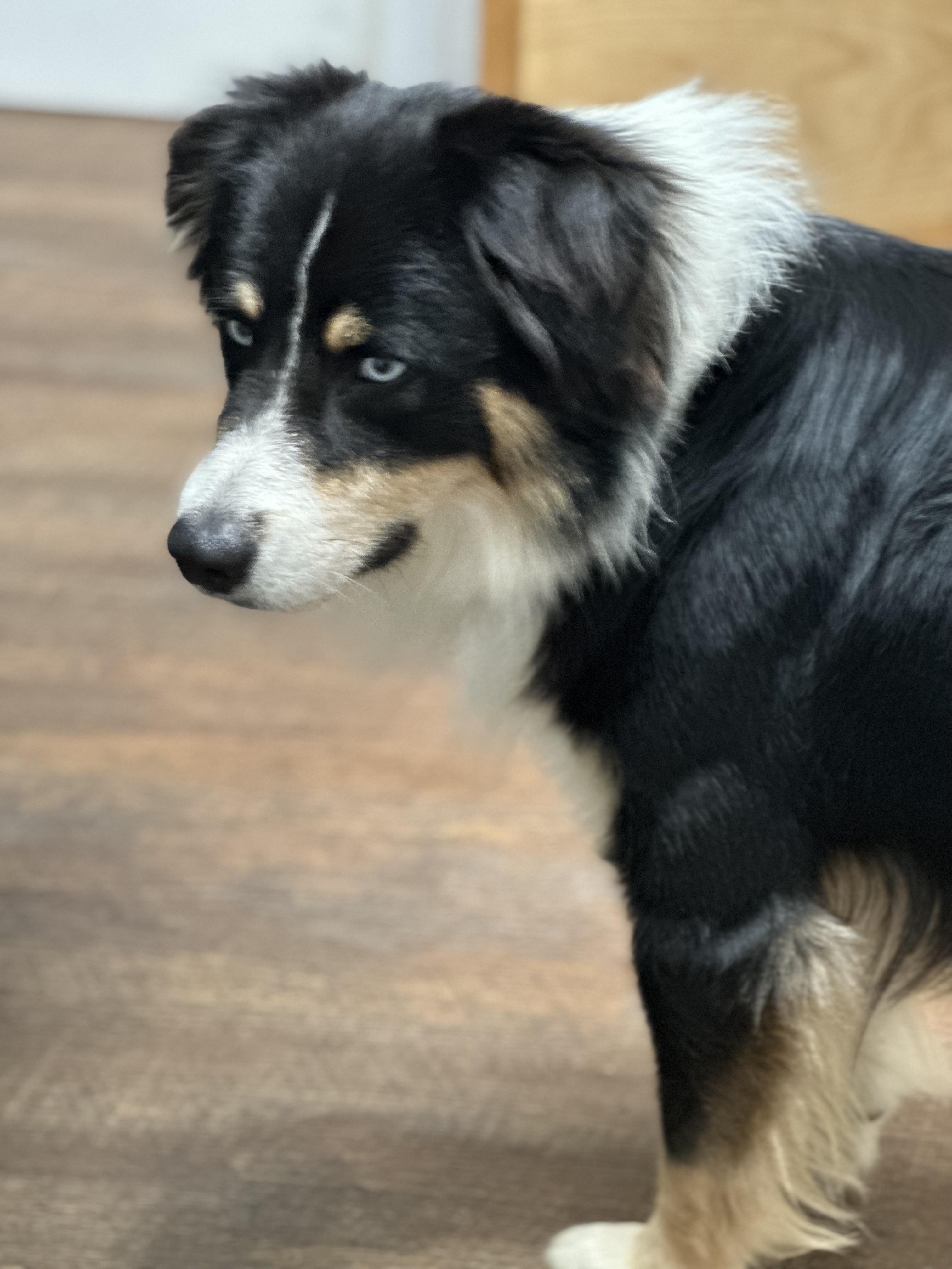 Double R Farm Aussies in North Carolina | Australian Shepherd puppies ...