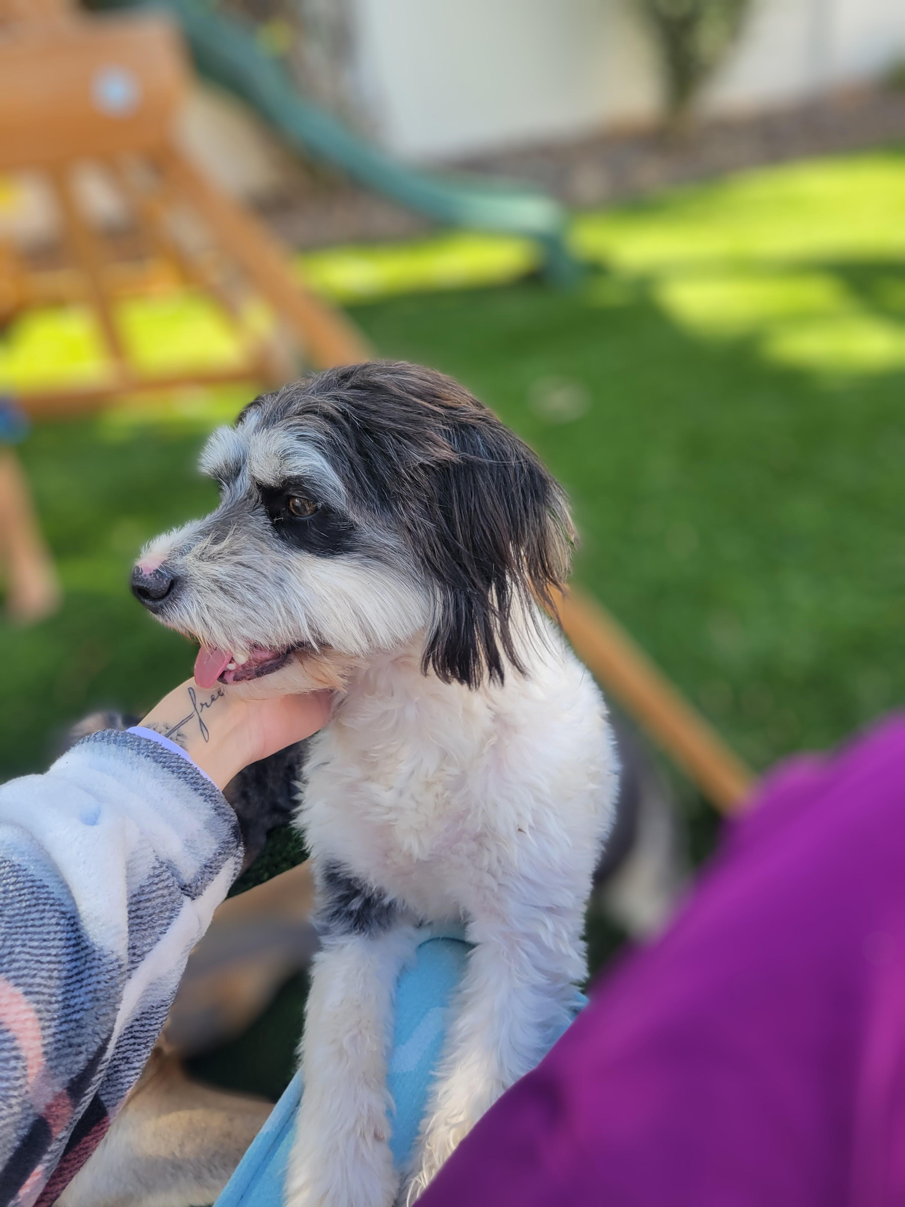 Ramirez Family Doodles in Arizona | Aussiedoodle, Bordoodle or Double ...