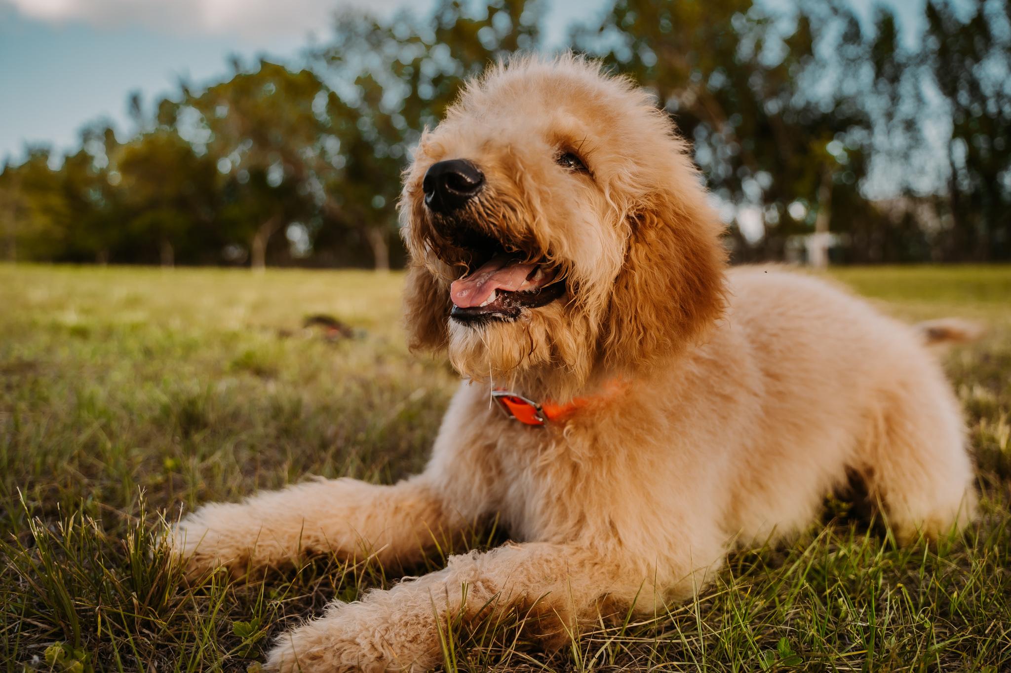 Sunshine Doodles in Florida | Goldendoodle puppies | Good Dog