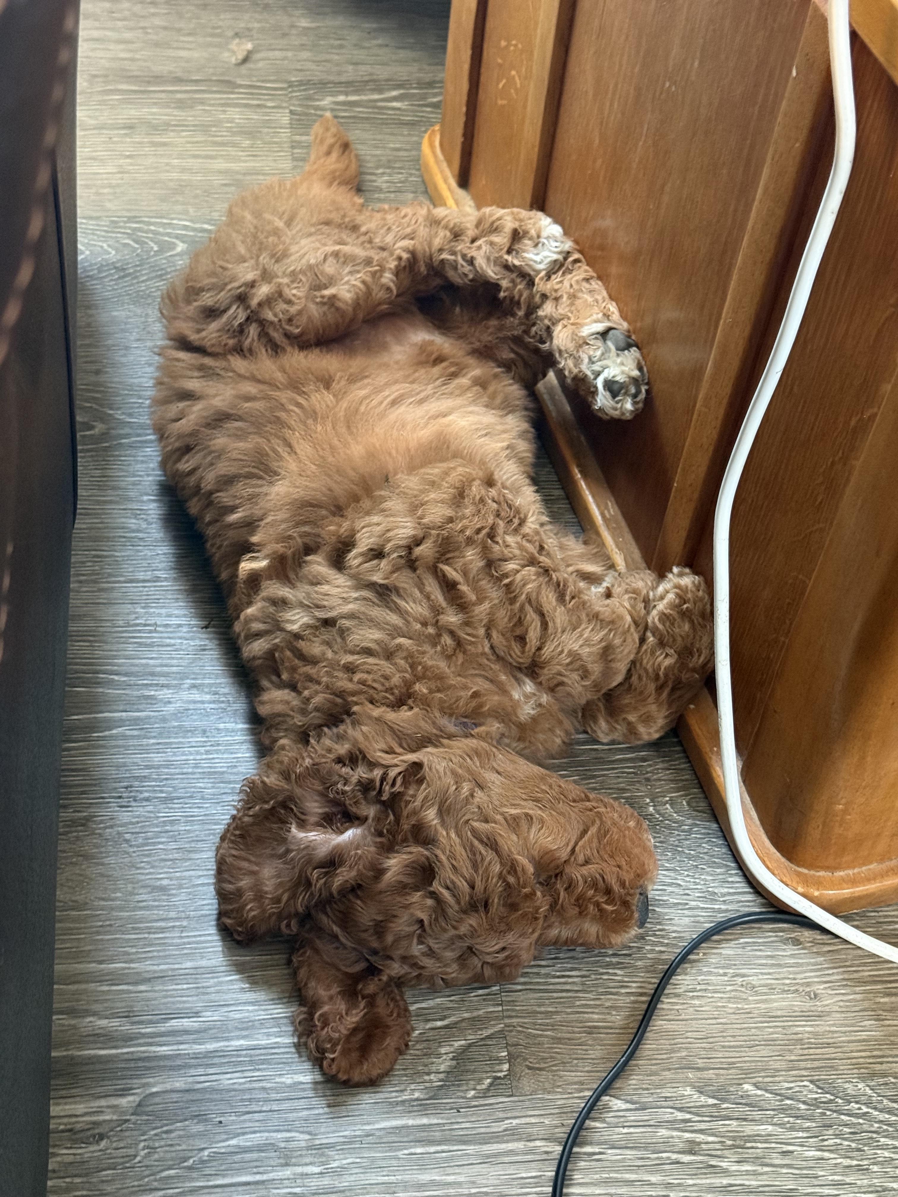 Lisa's Poodles in Illinois | Poodle puppies | Good Dog