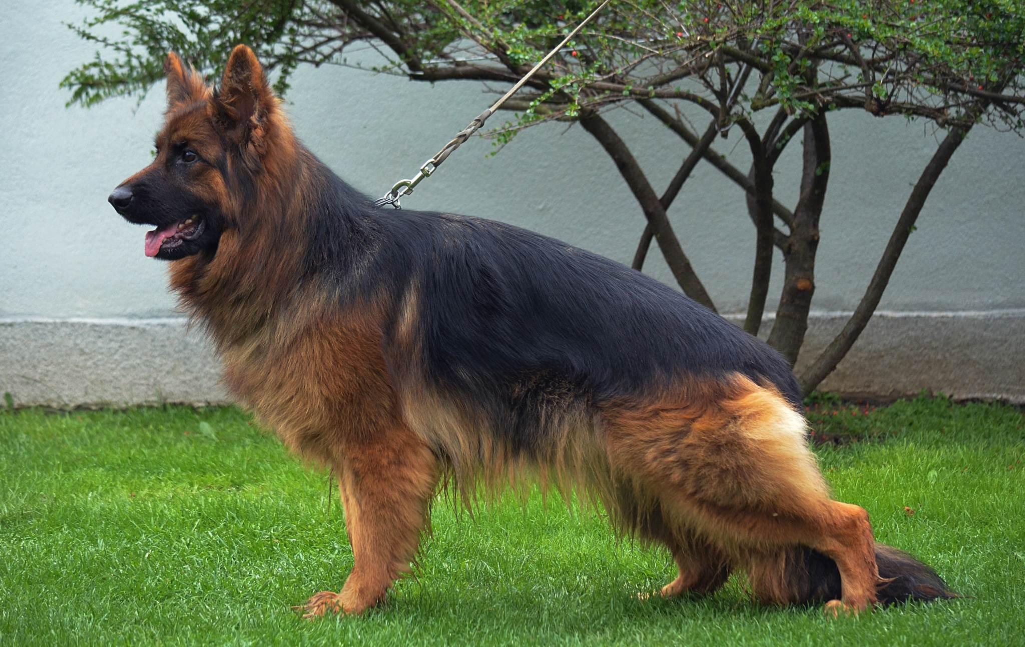 Seaside Shepherds in Indiana | German Shepherd puppies | Good Dog