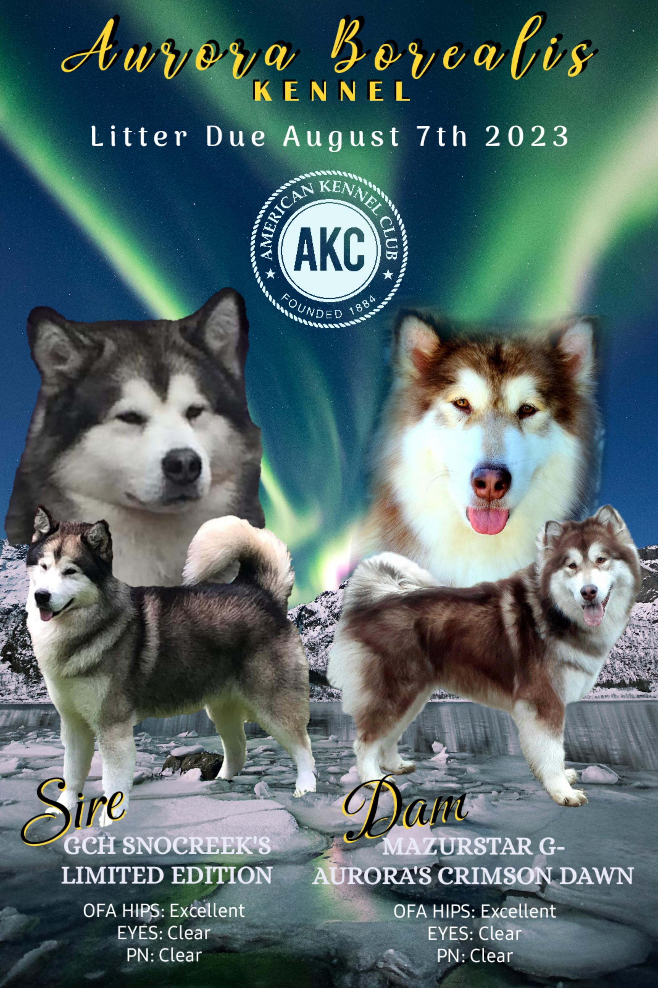 Aurora Borealis Kennels in Washington | Alaskan Malamute puppies | Good Dog