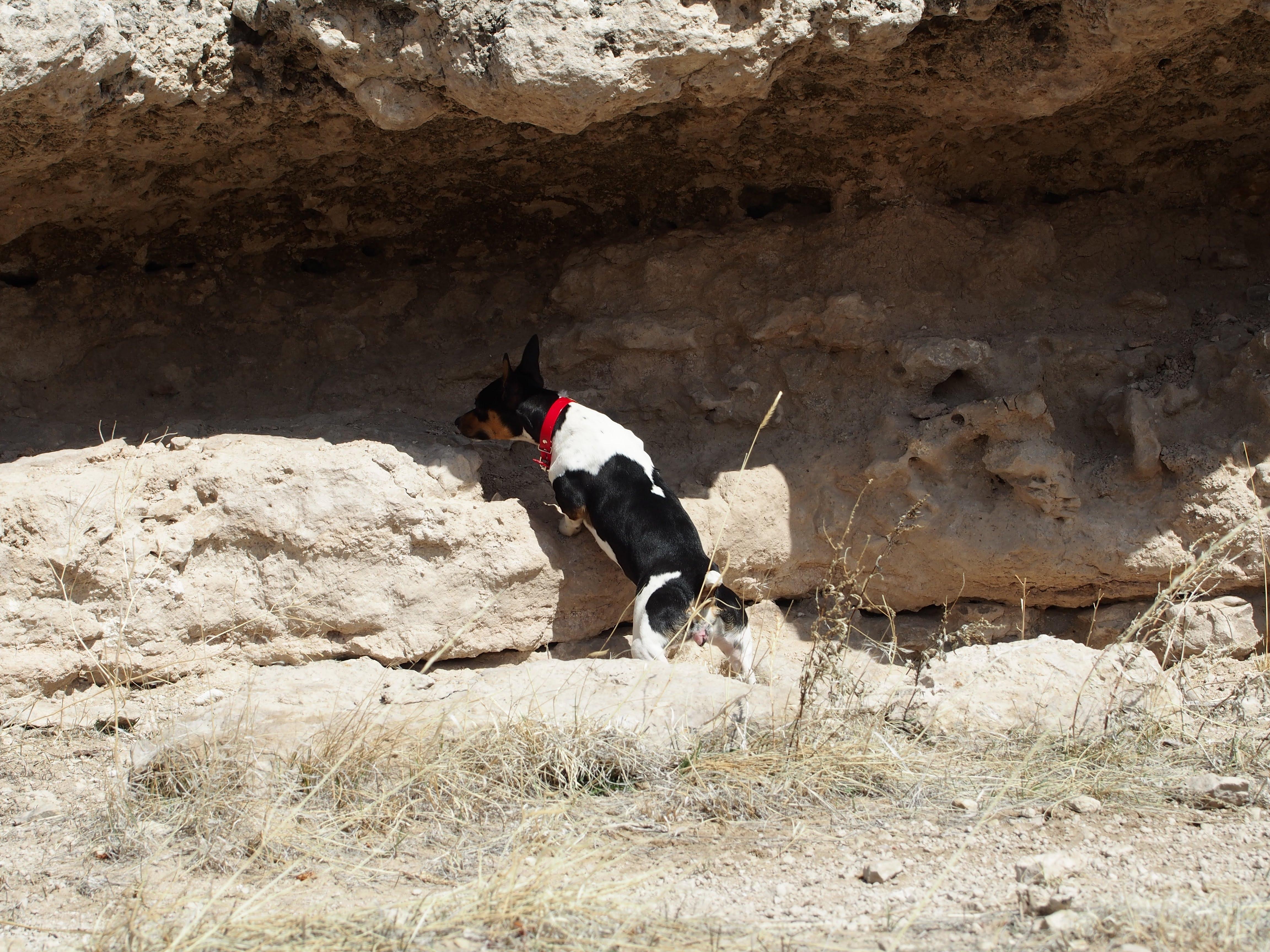 Wabbitfire Teddy Roosevelt Terriers in Wyoming | Teddy Roosevelt ...