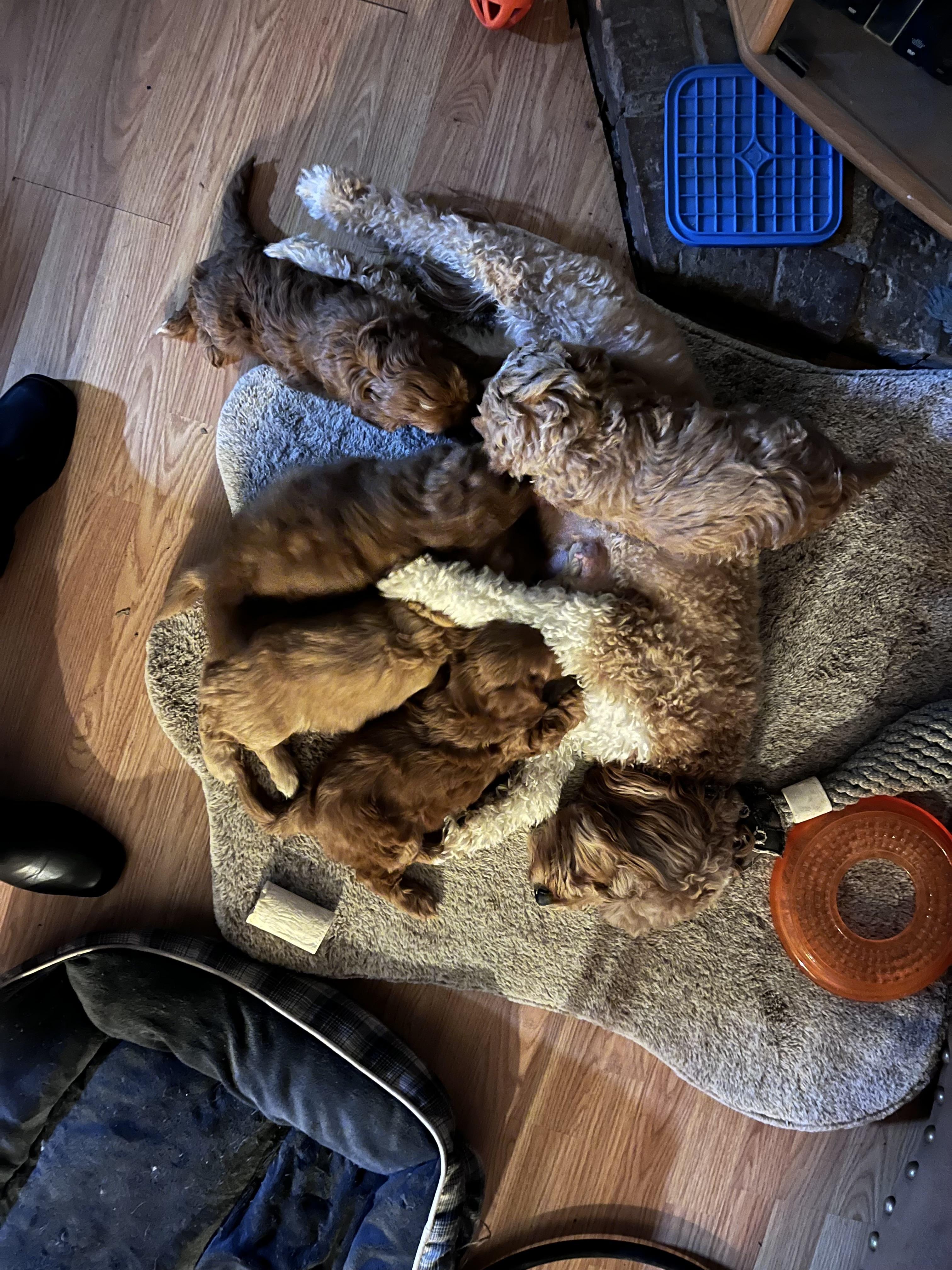 Schaefer Acres Doodles and Shepherds in Indiana | Goldendoodle puppies ...