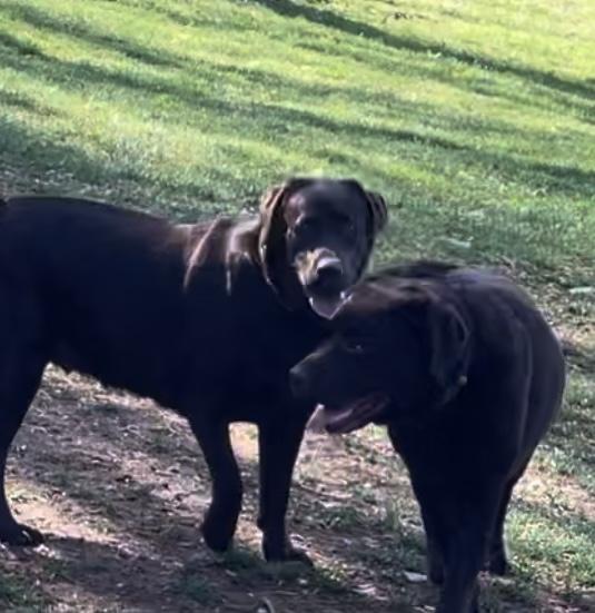 Mt. Pilot English Labradors in North Carolina | Labrador Retriever ...