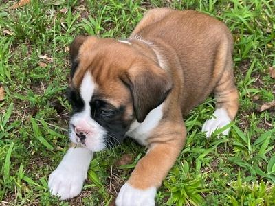 North Georgia Boxers in Georgia | Boxer puppies | Good Dog
