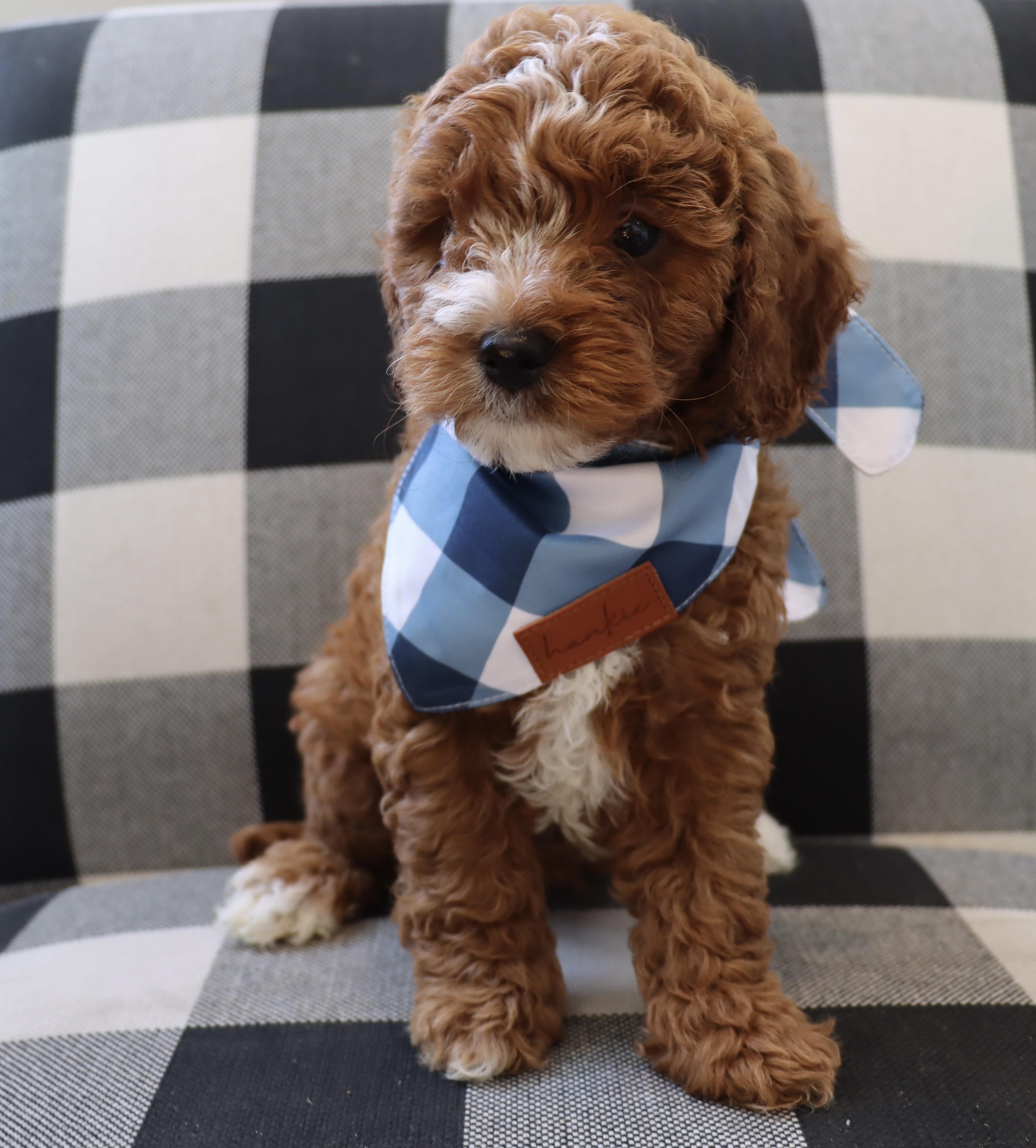 Pitter Patter Puppies in Utah | Cavapoo, Goldendoodle or Poodle puppies ...