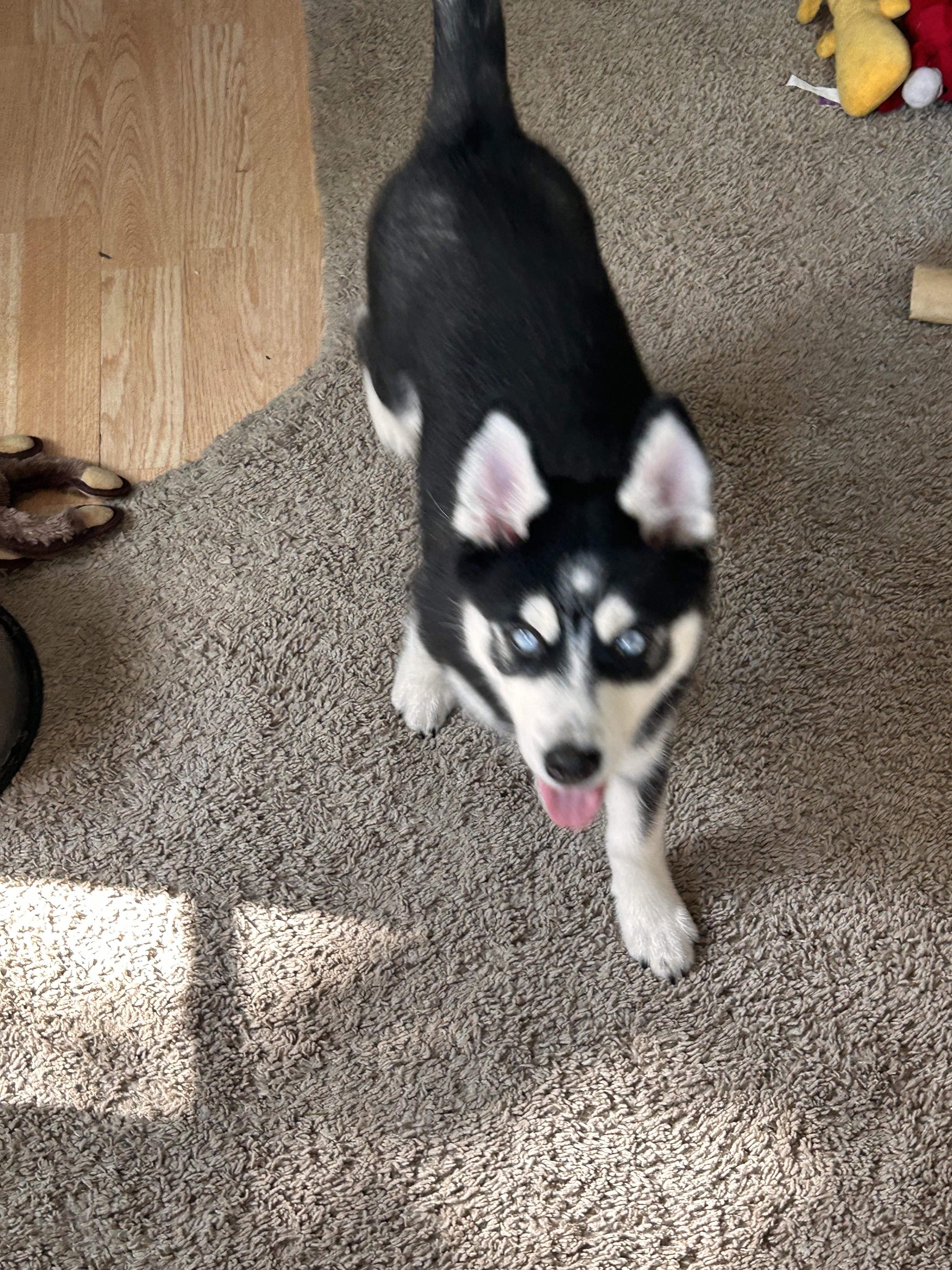 Allis Palace Pomskies in Michigan | Pomsky puppies | Good Dog
