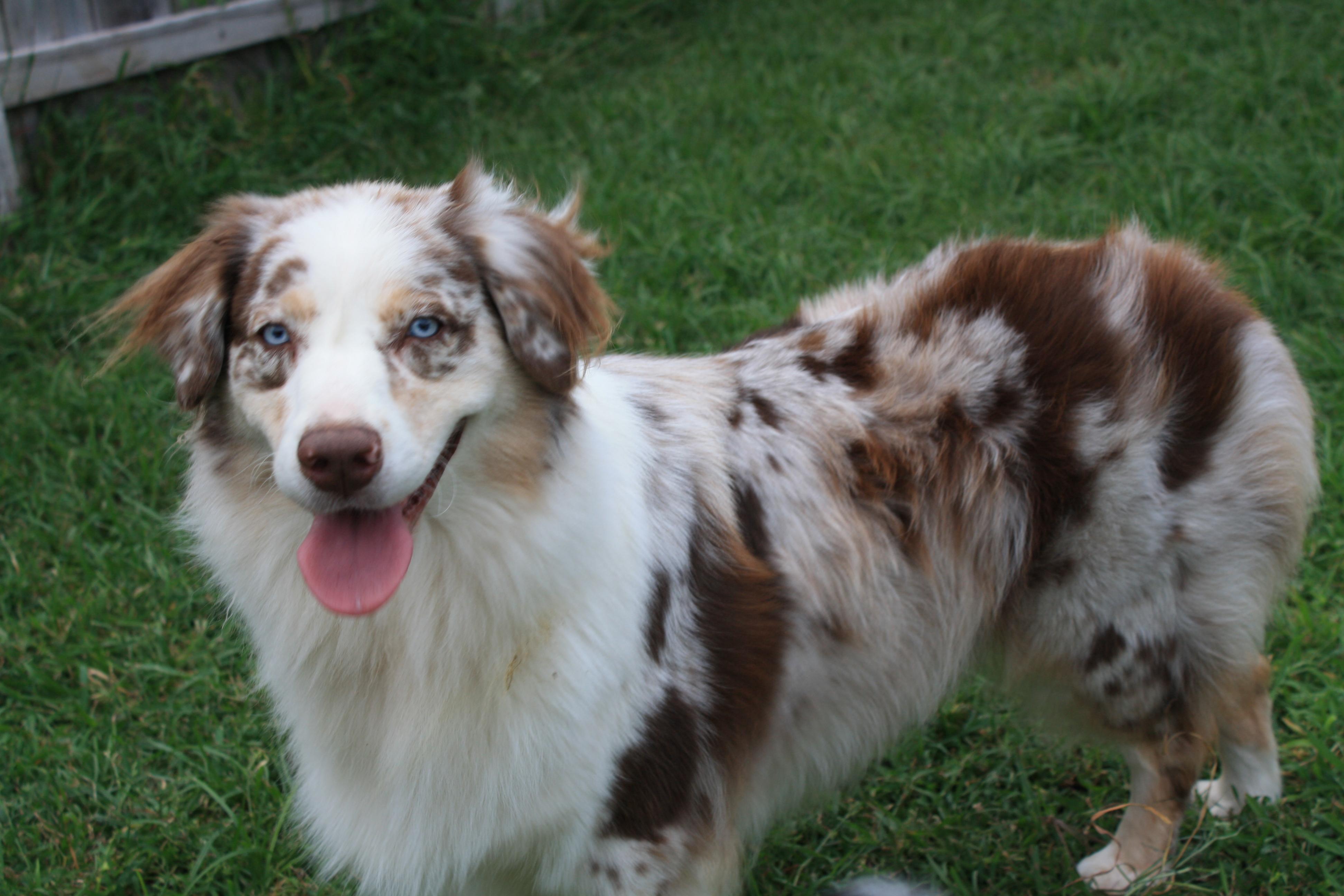 Big Zen Aussies in Texas | Australian Shepherd puppies | Good Dog