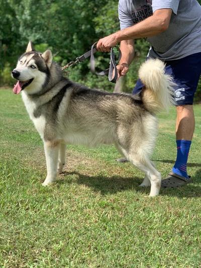 Carolina Husky Lodge in South Carolina | Siberian Husky puppies | Good Dog