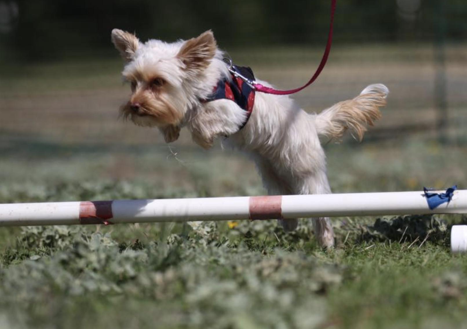 Helen Chappel in Washington | Yorkshire Terrier puppies | Good Dog