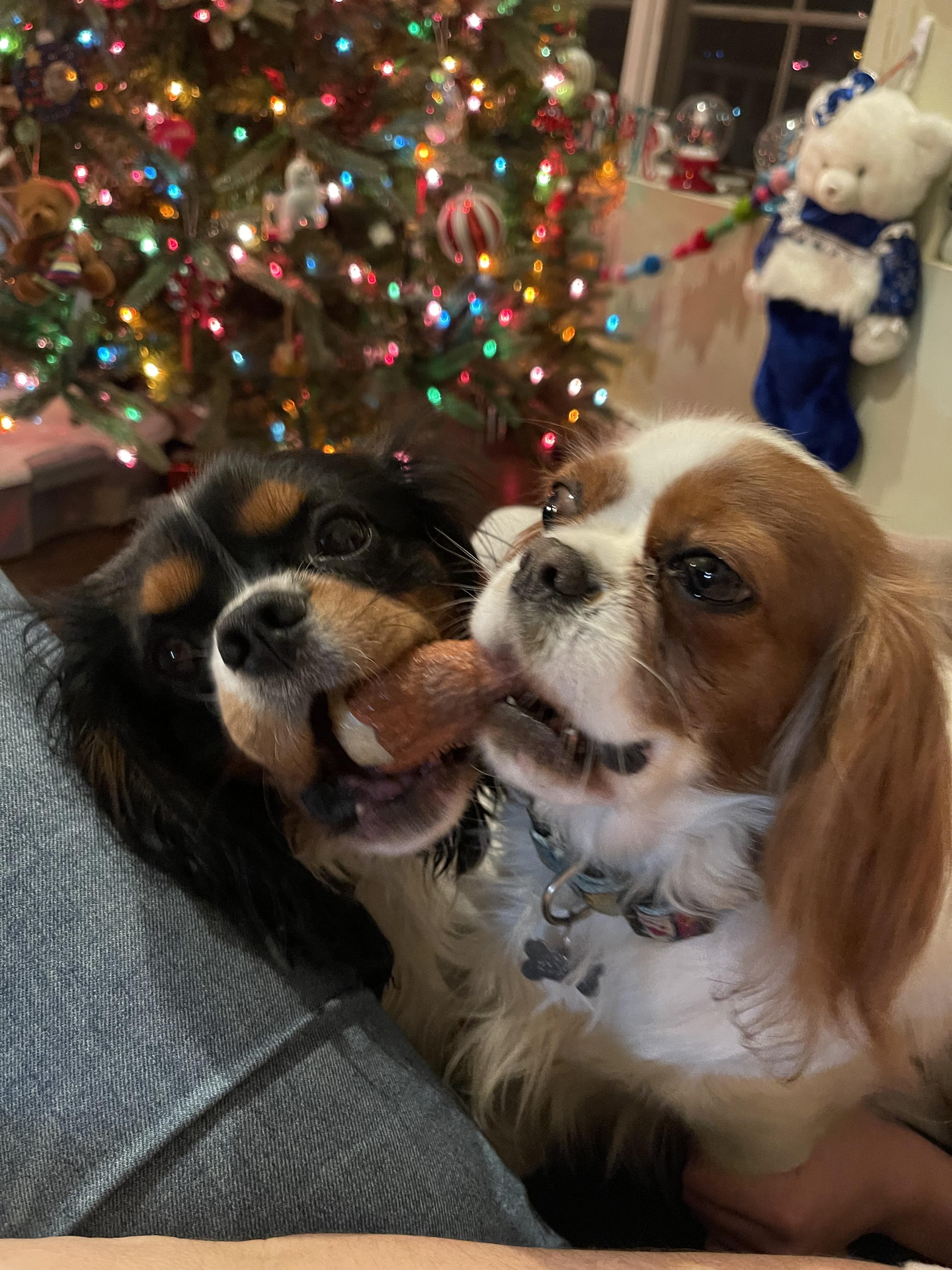Melissa's East End Cavaliers in New York | Cavalier King Charles ...