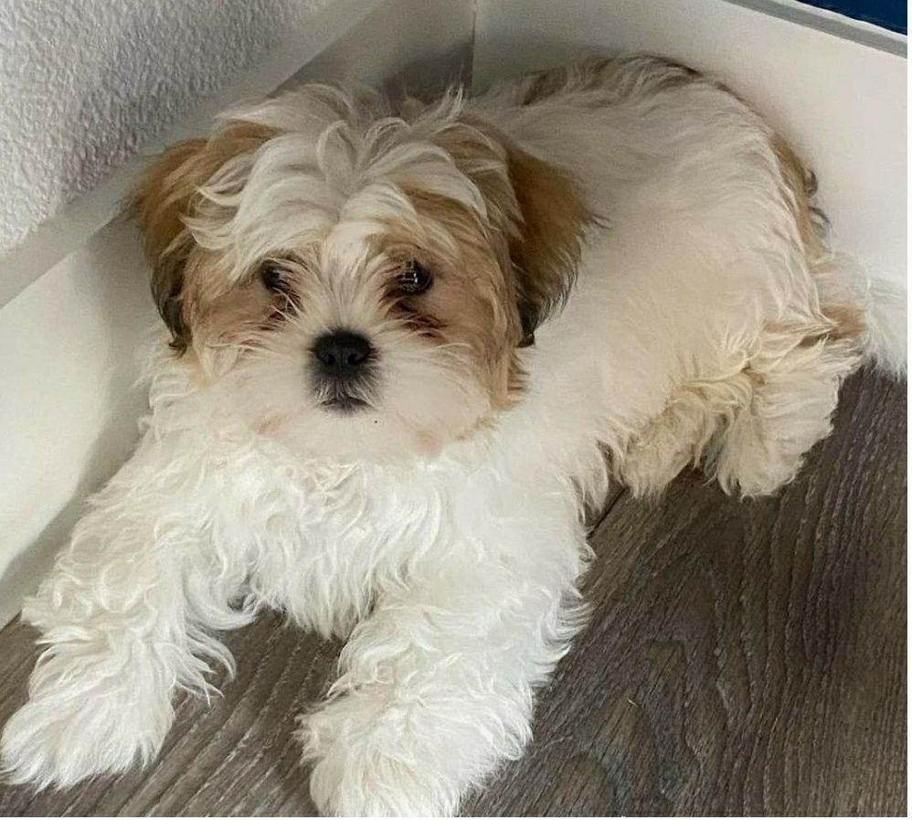 R&R Shih-Tzus & Stud Services in Texas | Shih Tzu puppies | Good Dog