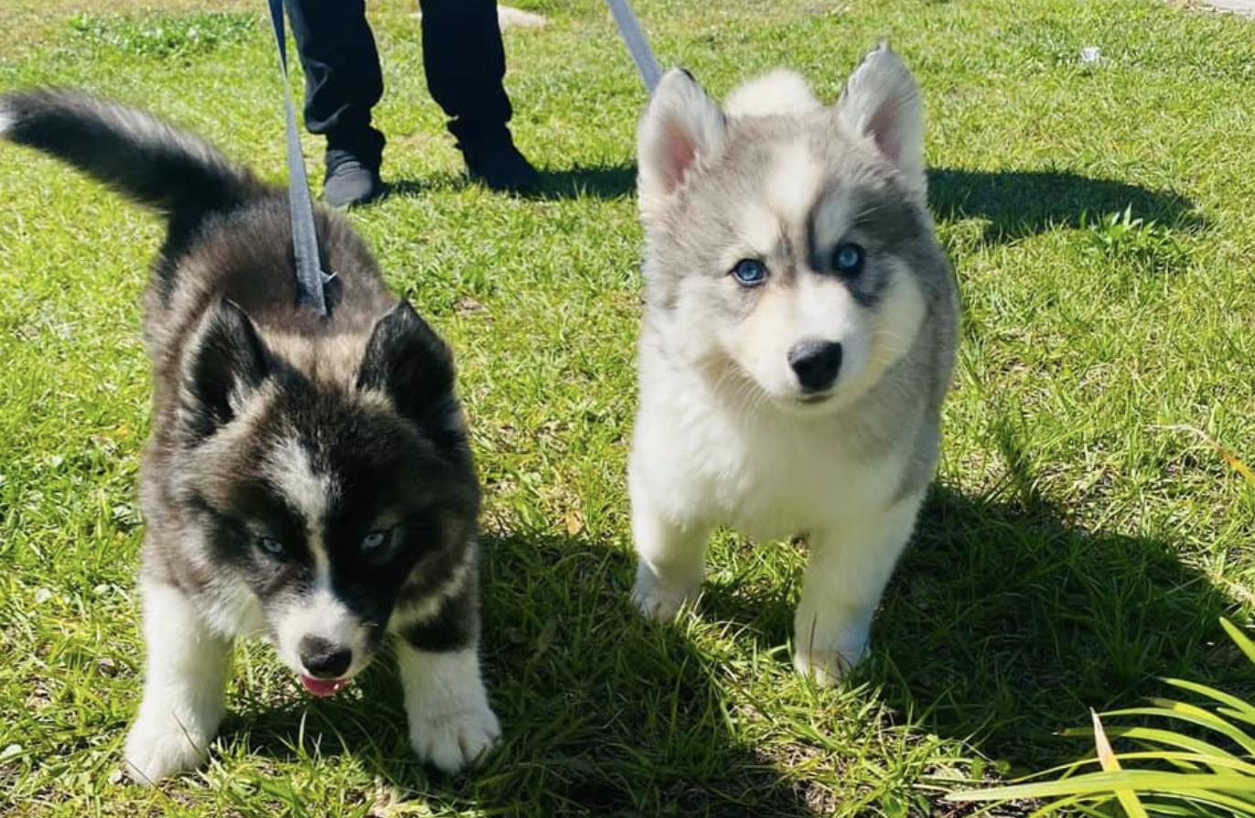 Blessed Huskies of Florida in Florida | Siberian Husky puppies | Good Dog