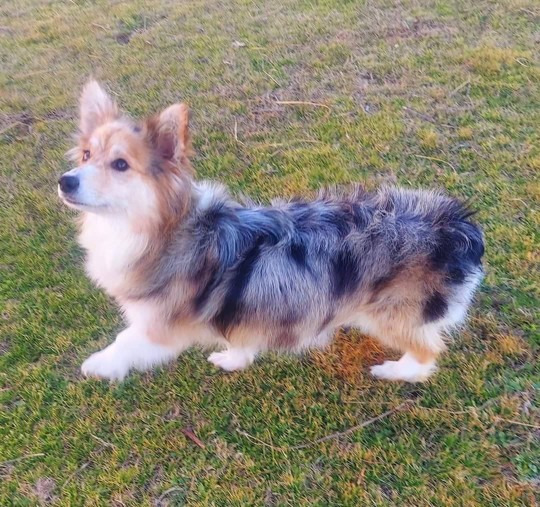 Skoal Creek Corgi's in Oklahoma | Pembroke Welsh Corgi and American ...
