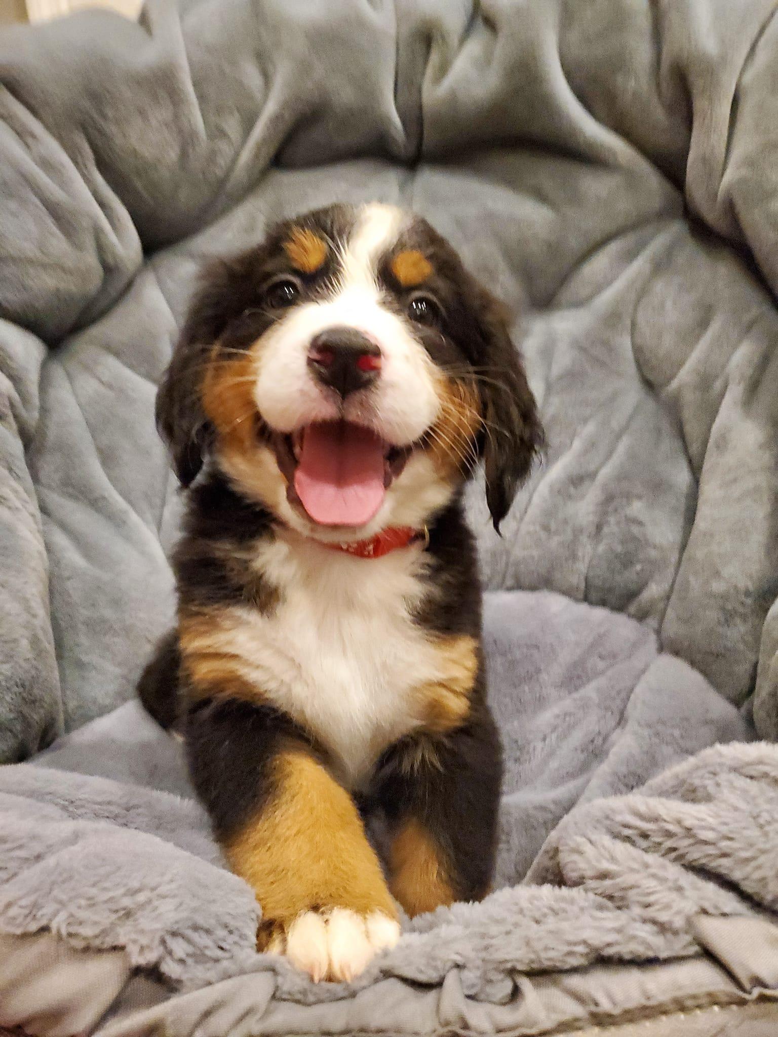 DBDR Berners and Saints in Florida | Bernese Mountain Dog puppies ...