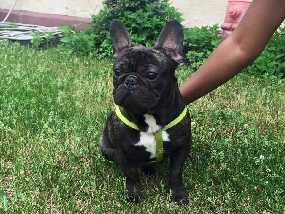 Top Shelf Bullies LLC in Pennsylvania | French Bulldog puppies | Good Dog