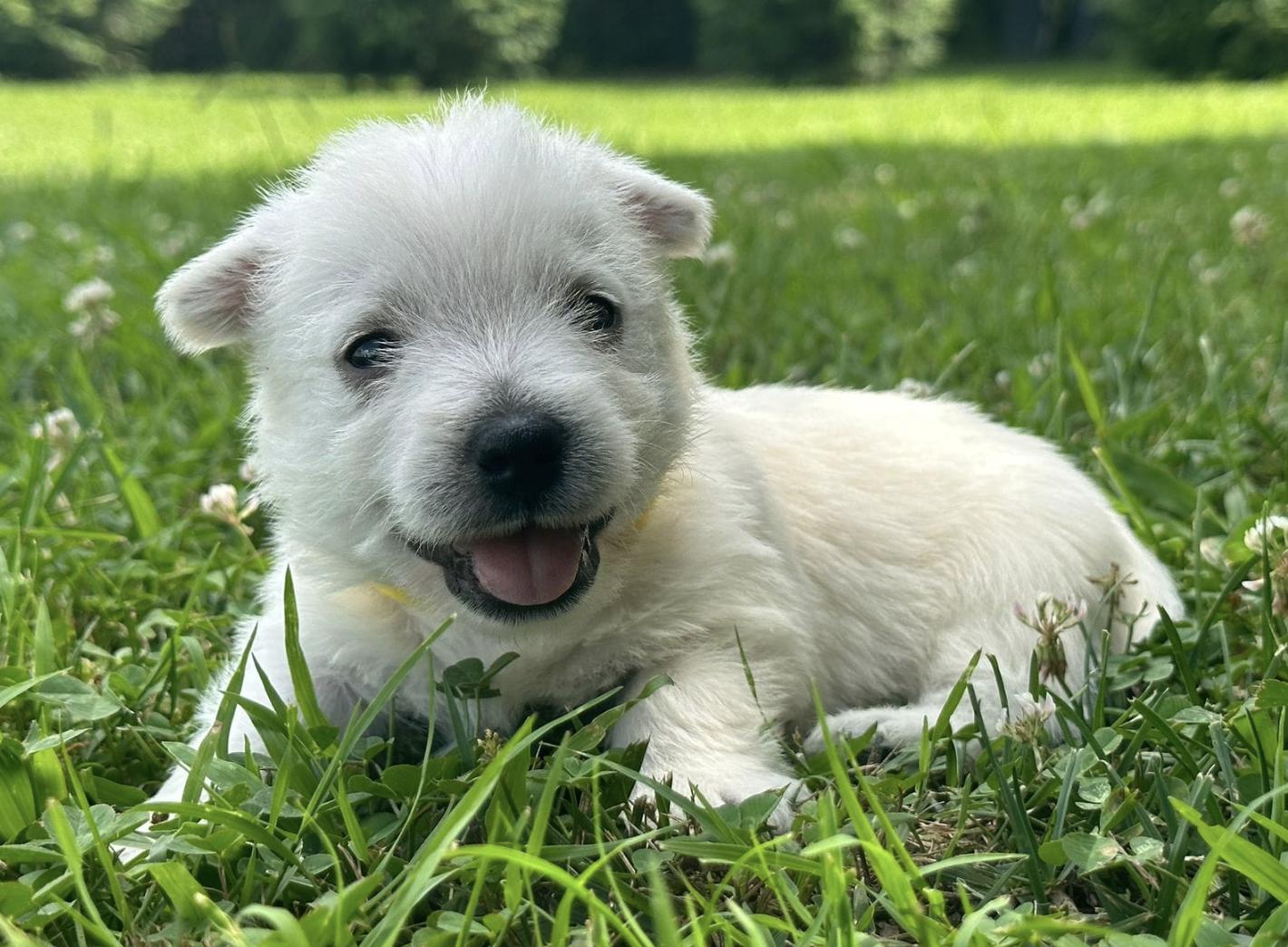 Westies of Morrison in Tennessee | West Highland White Terrier puppies ...