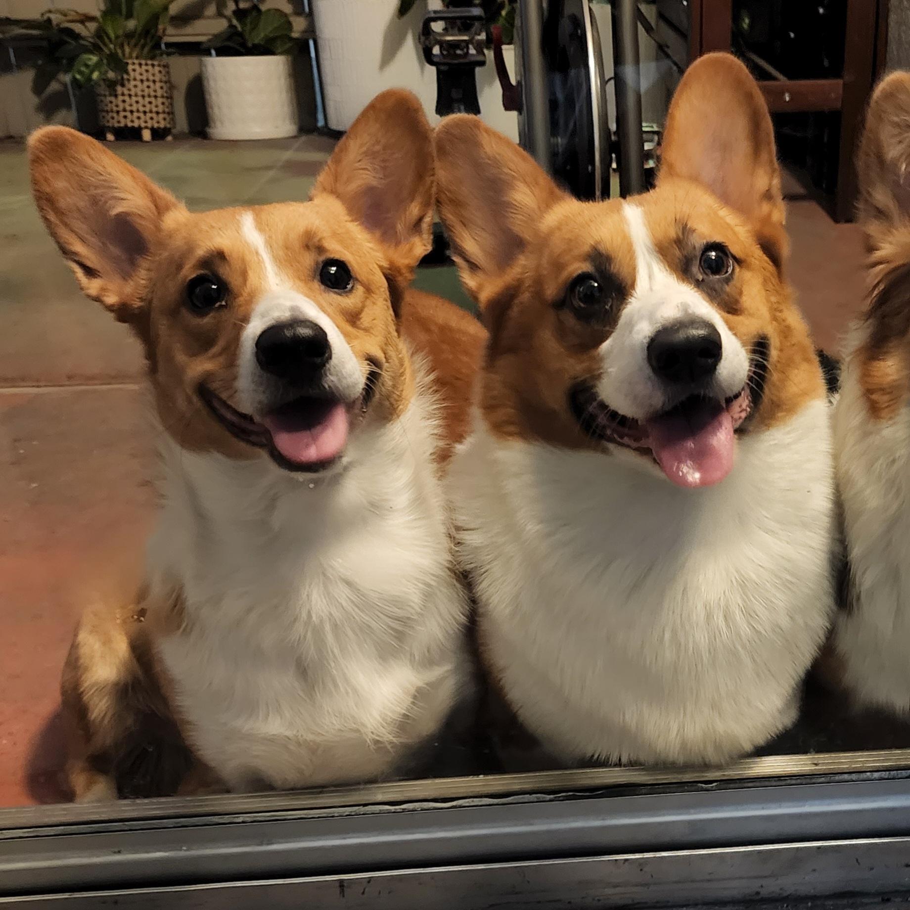 The Crazy Corgi Bunch in California | Pembroke Welsh Corgi puppies ...