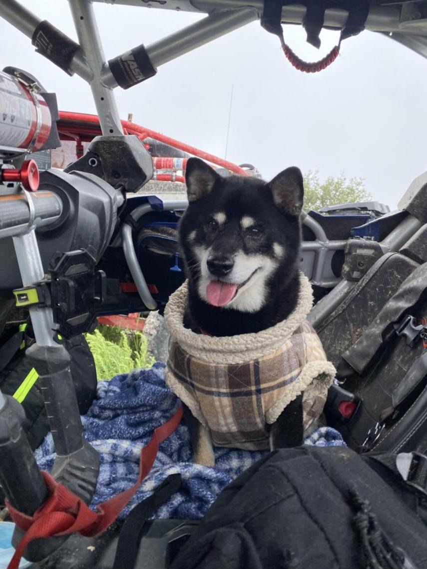 Kylie Contreras's Shiba Inu in Arizona | Shiba Inu puppies | Good Dog