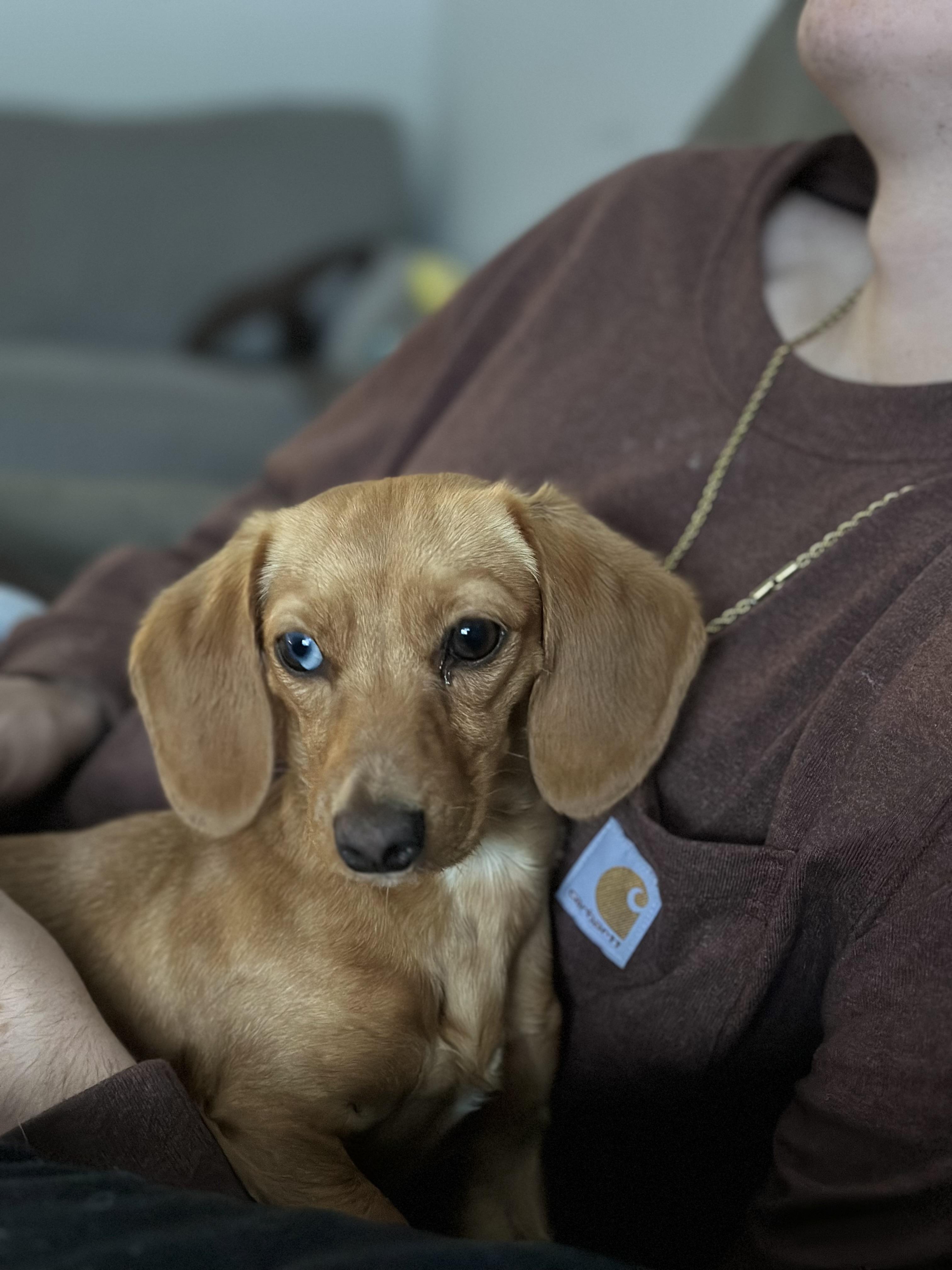 Horton Hears a Weenie in Texas | Dachshund puppies | Good Dog
