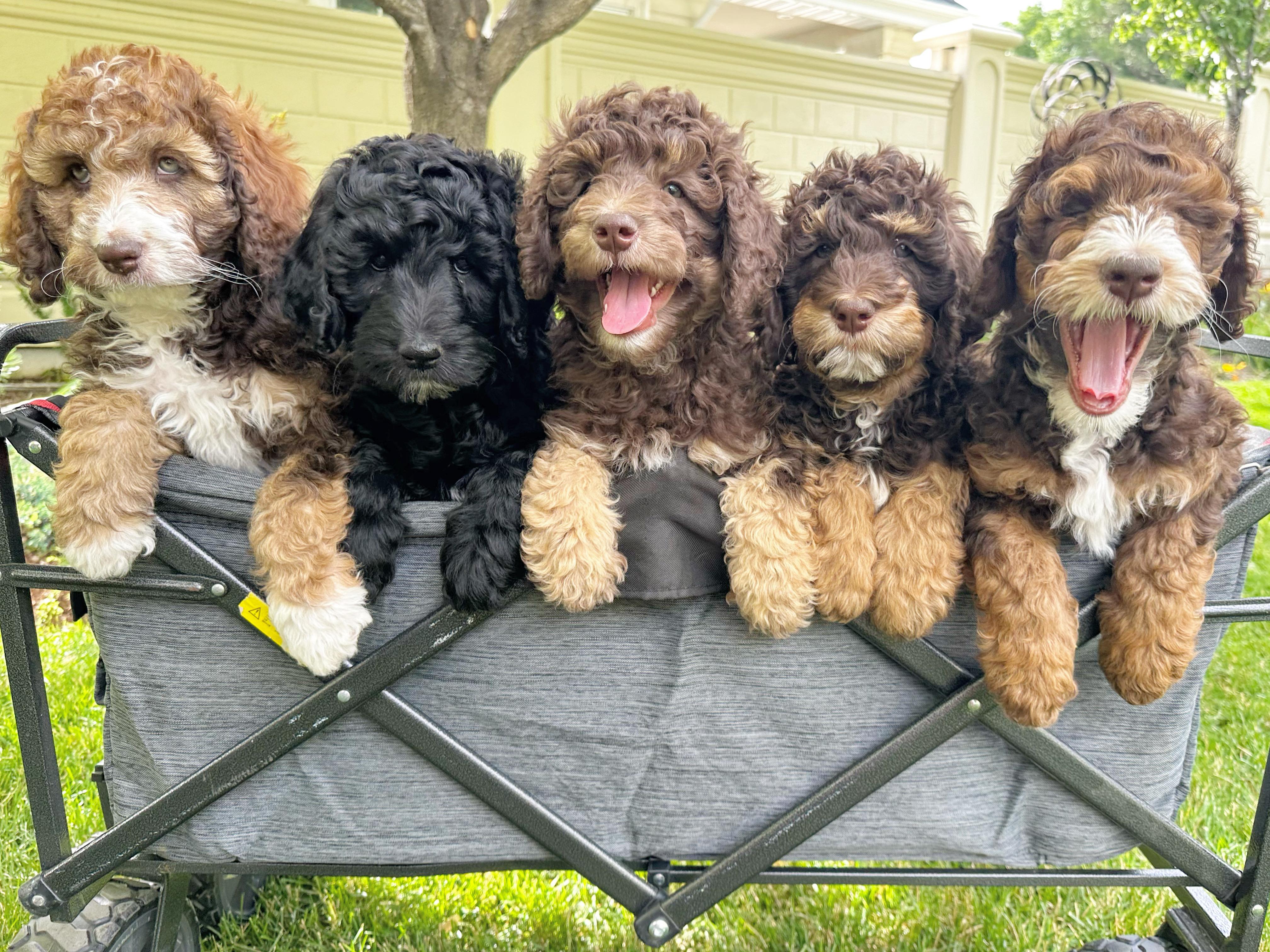 Salt Creek Doodles in Utah | Aussiedoodle puppies | Good Dog