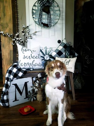 Faith Ridge Farm in Georgia | Australian Shepherd puppies | Good Dog