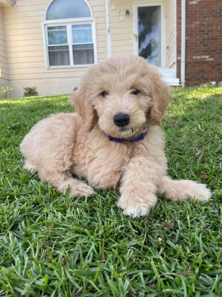 Baby-Blu Doodles in North Carolina | Goldendoodle puppies | Good Dog