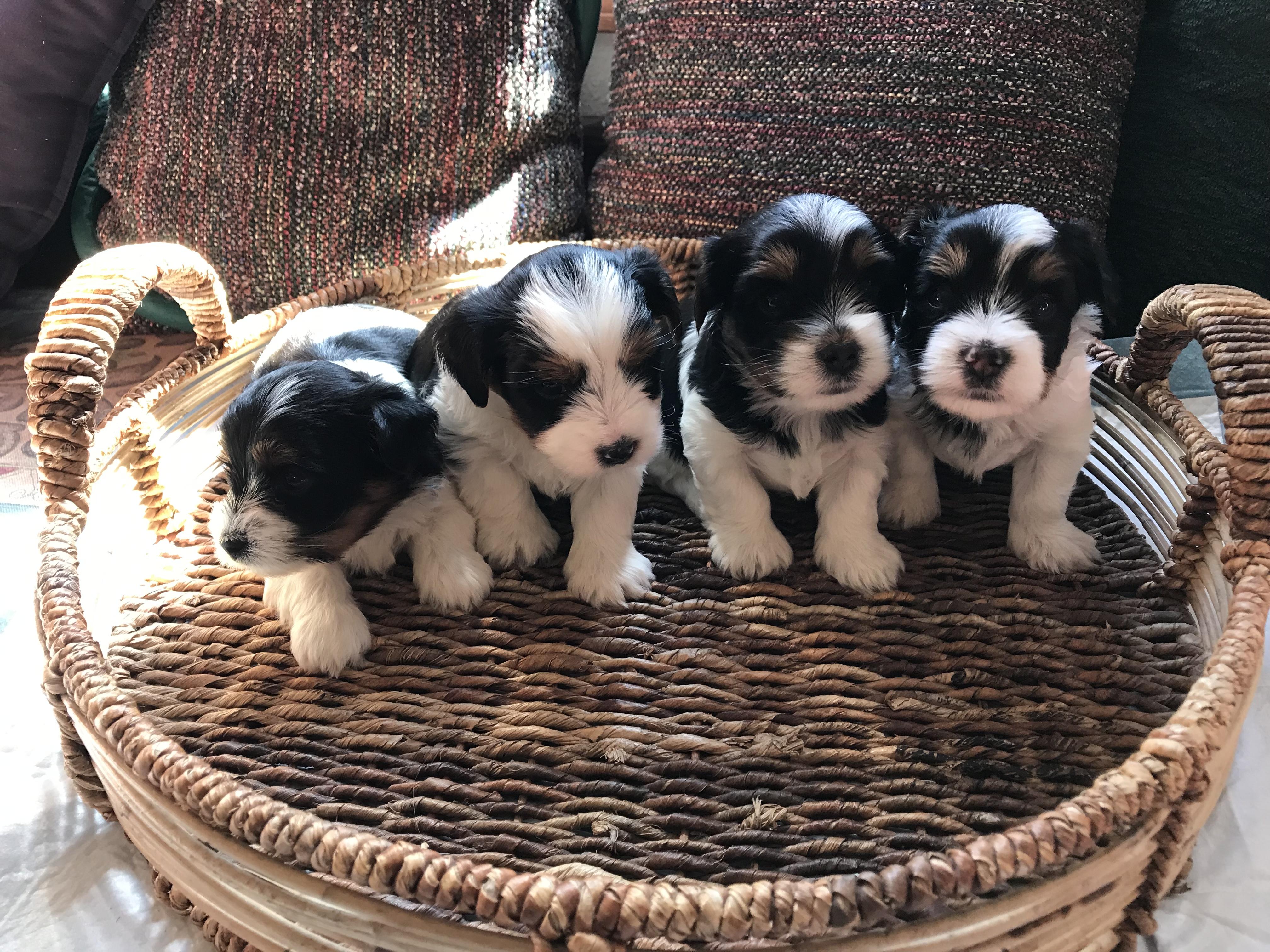 Caramore Farm in Oregon | Biewer Terrier puppies | Good Dog
