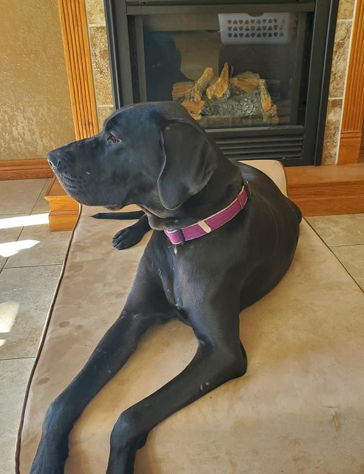 Waterfront Danes in Indiana | Great Dane puppies | Good Dog