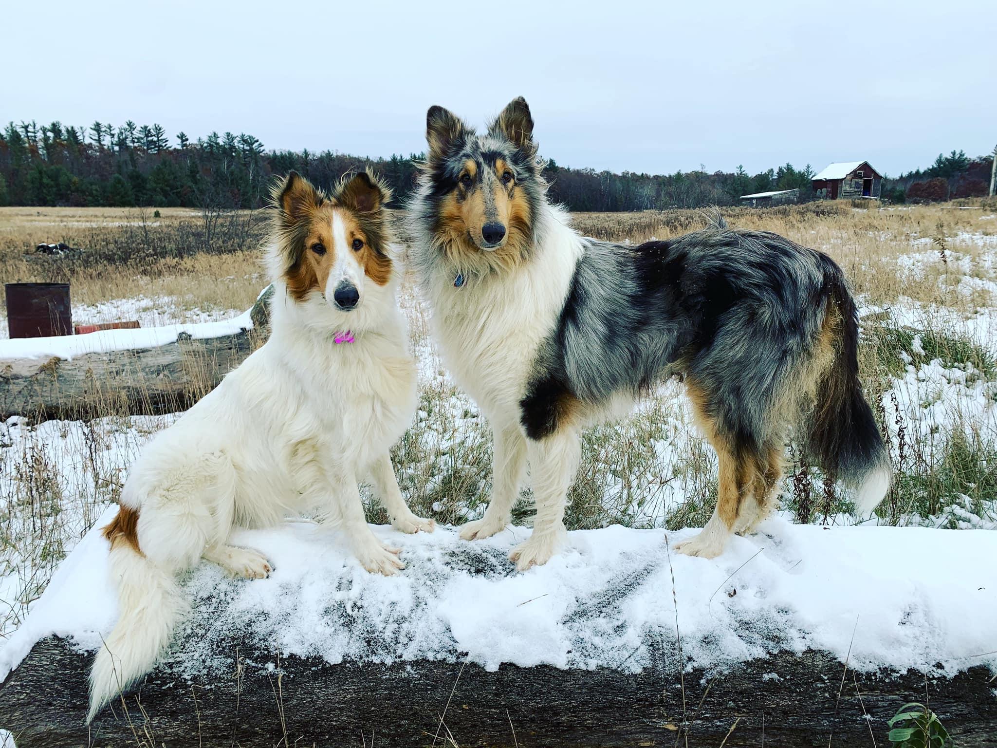 Skye Goode in Wisconsin | Collie puppies | Good Dog
