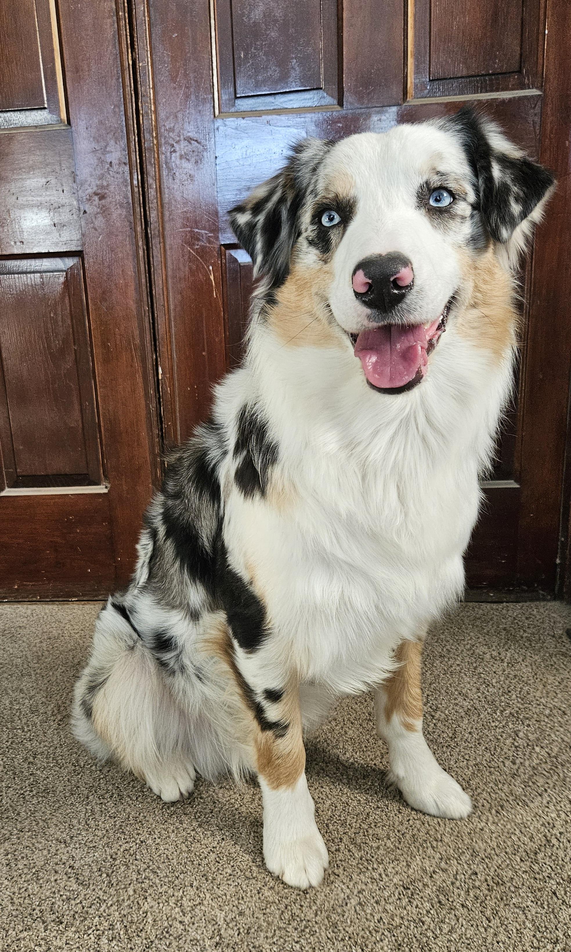 Dyna Aussies in Colorado | Australian Shepherd puppies | Good Dog