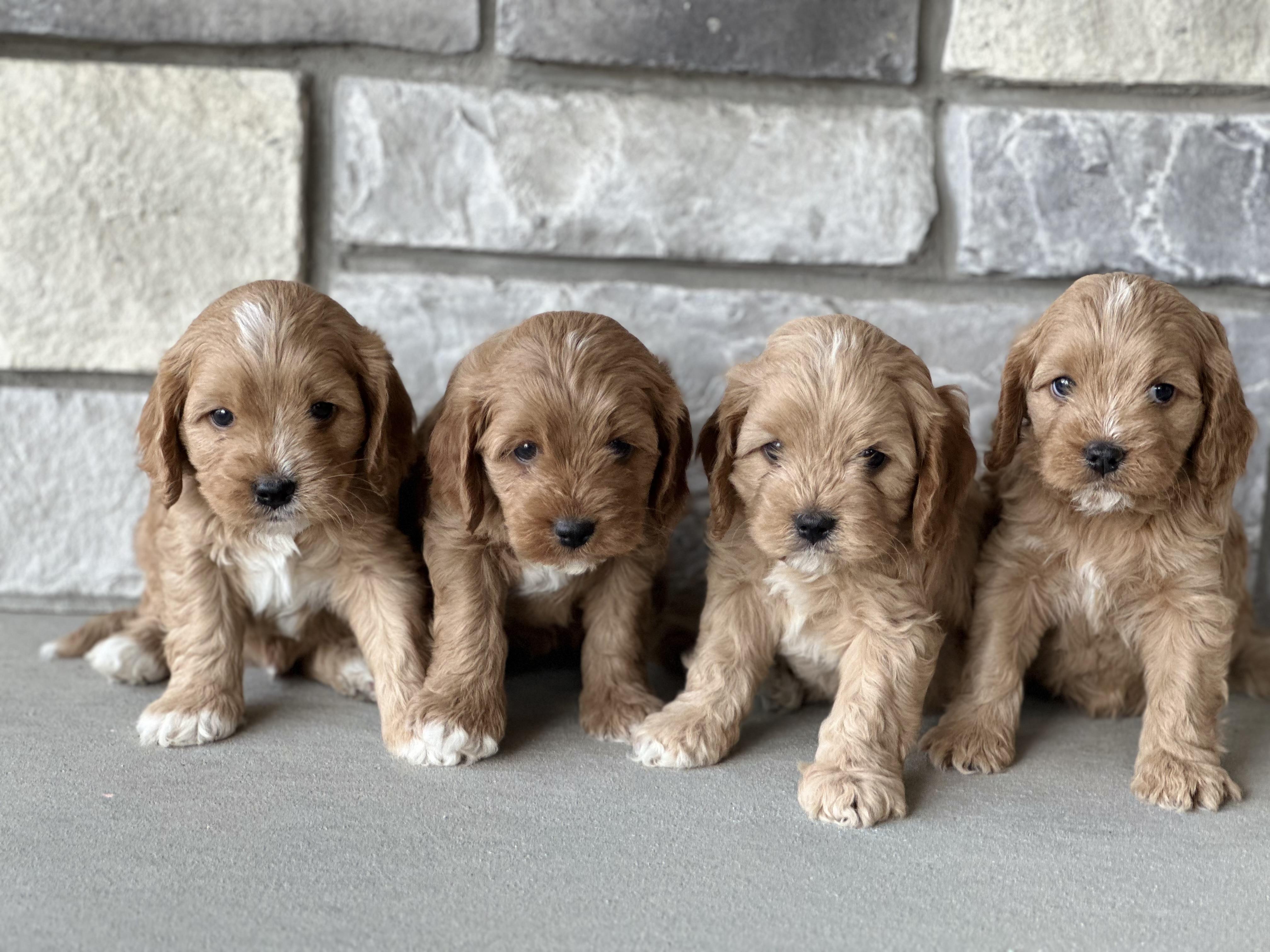 Beyond Tails in Utah | Cavapoo puppies | Good Dog