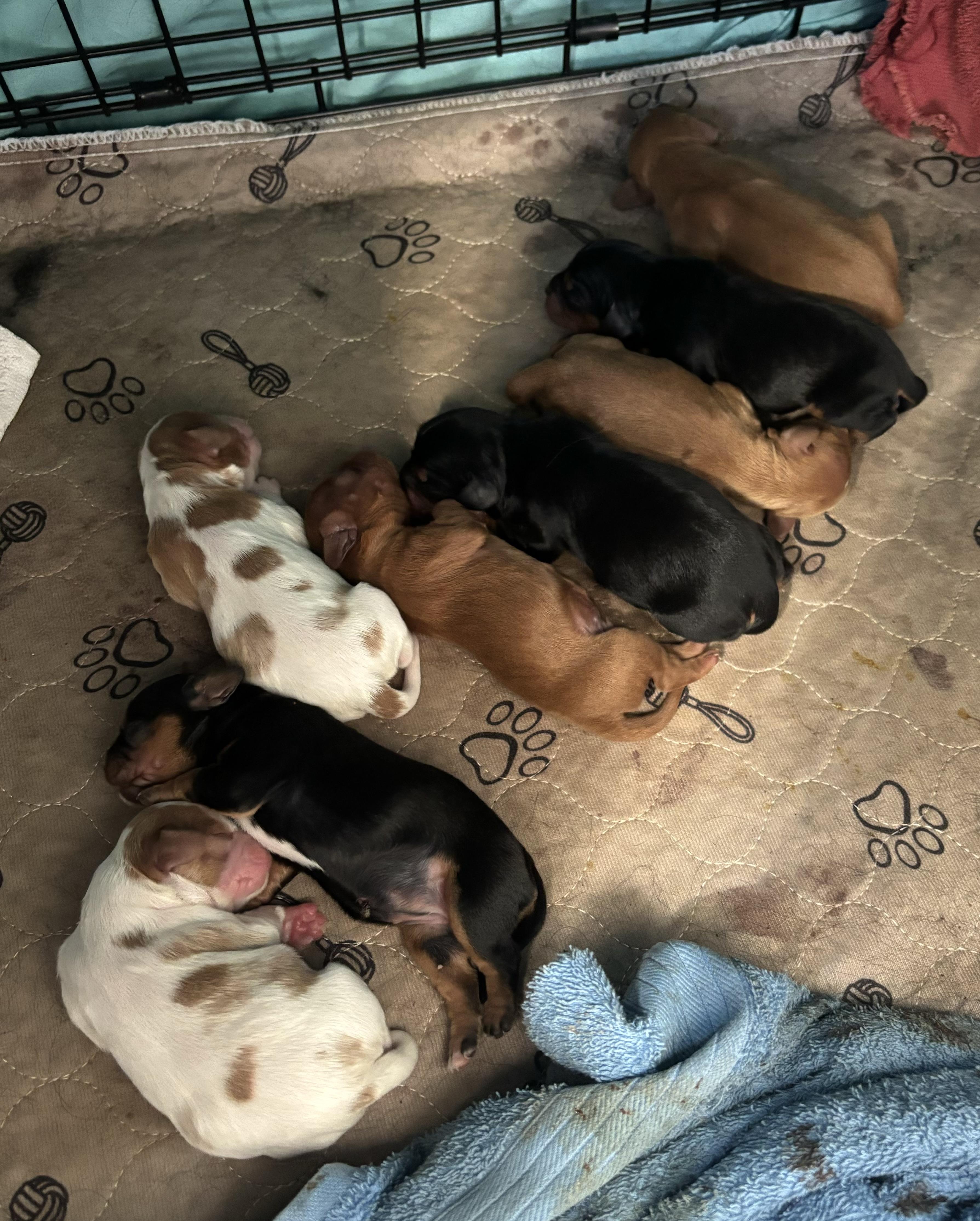 CoLo Cavaliers in Michigan | Cavalier King Charles Spaniel puppies ...