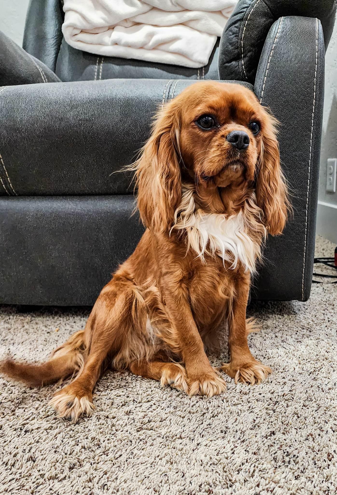 Heart Mountain Cavaliers & Floating Feathers Kennel in Idaho | Cavalier ...