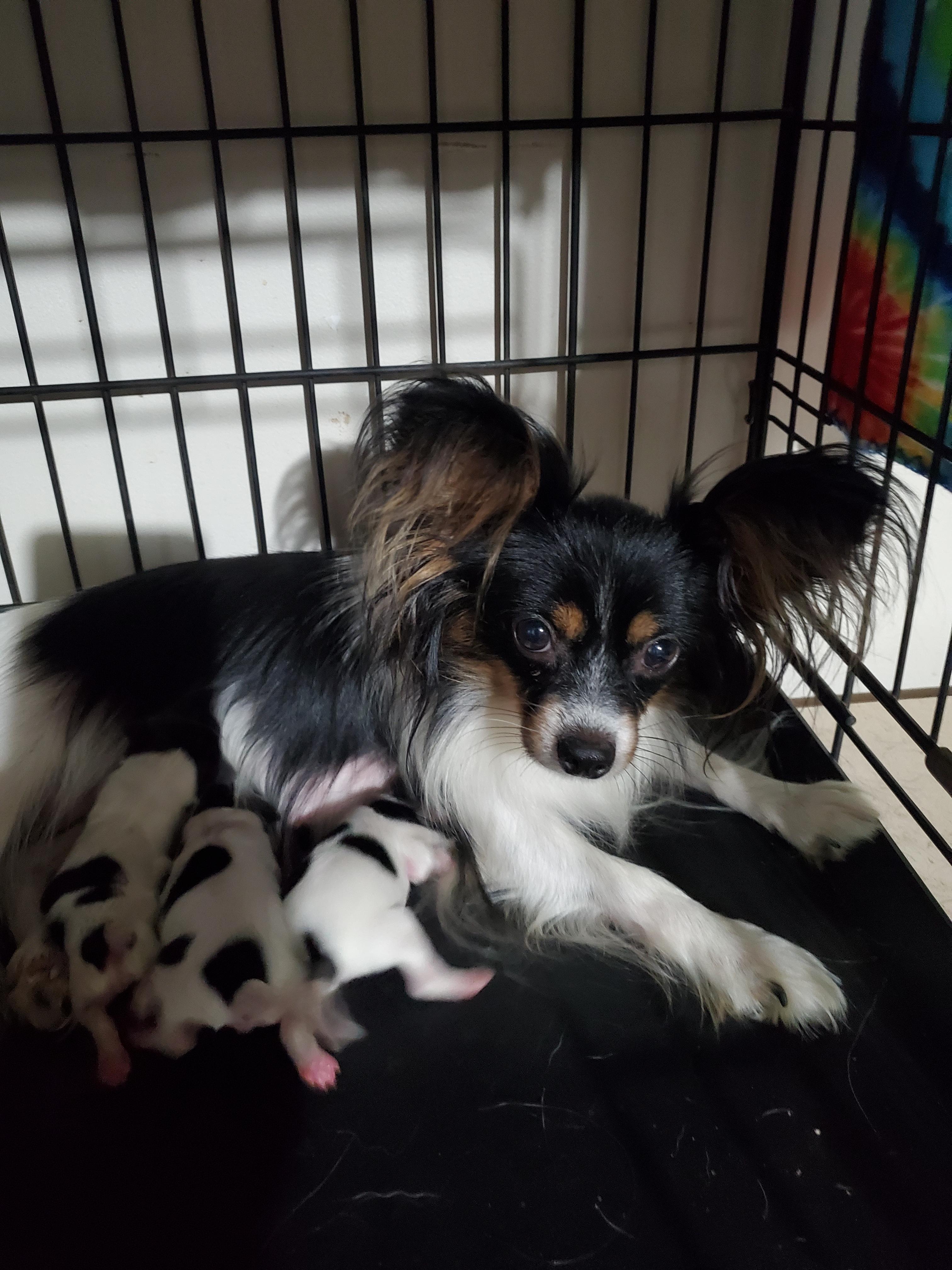 Joy Furey Pixy Puff Papillons in Illinois | Papillon puppies | Good Dog