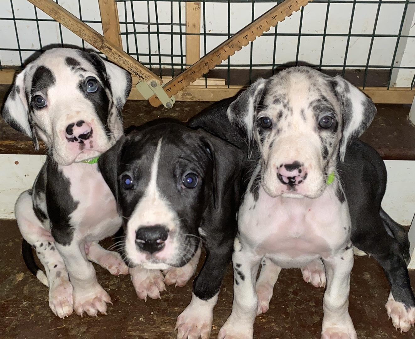 Galactic Danes in Kentucky | Great Dane puppies | Good Dog