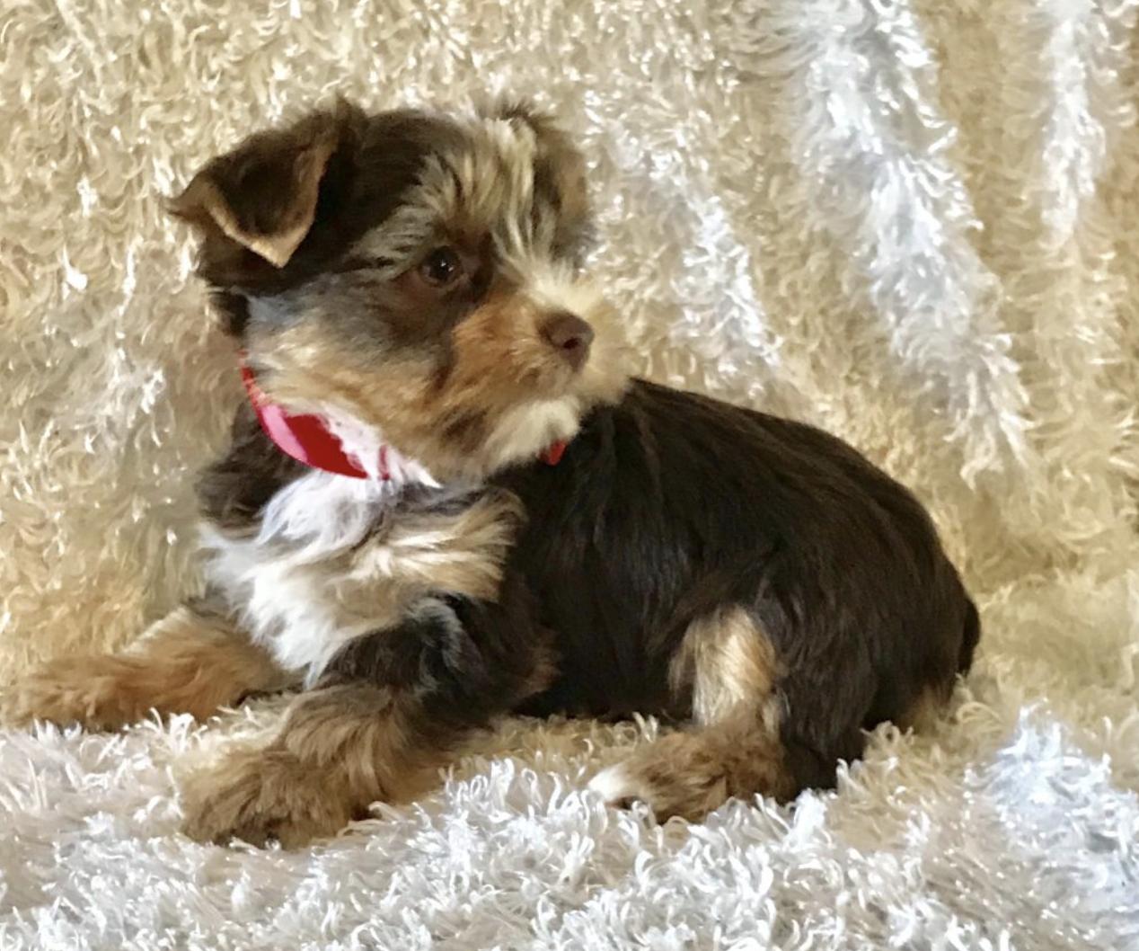 Indian Oaks Yorkies in Texas | Yorkshire Terrier puppies | Good Dog