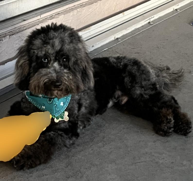 Palm Beach Doods in Florida | Goldendoodle puppies | Good Dog