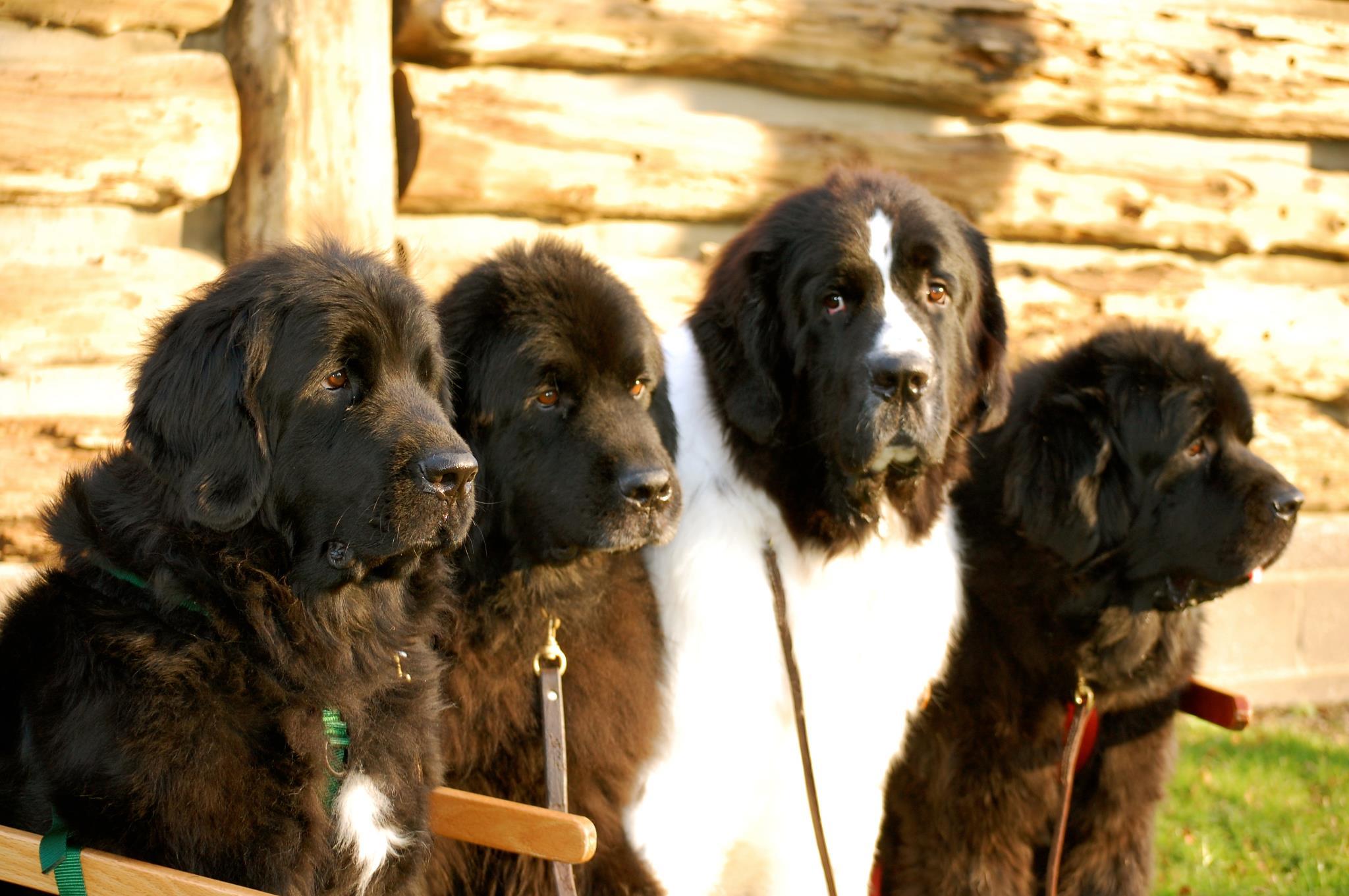 Blackstrap Kennels in Ohio | Newfoundland puppies | Good Dog